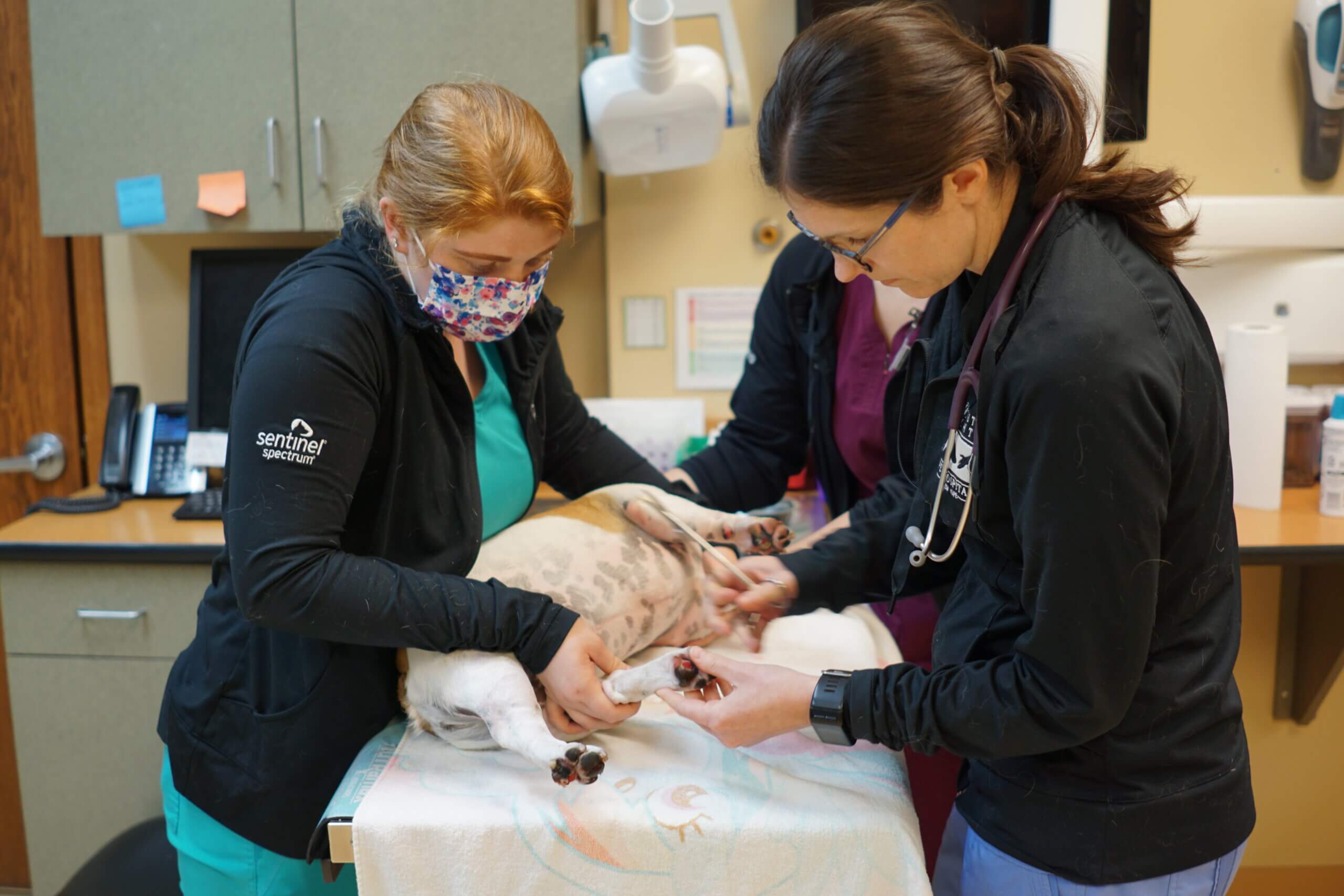 Animal Injury Treatment Options - All Pets Animal Hospital